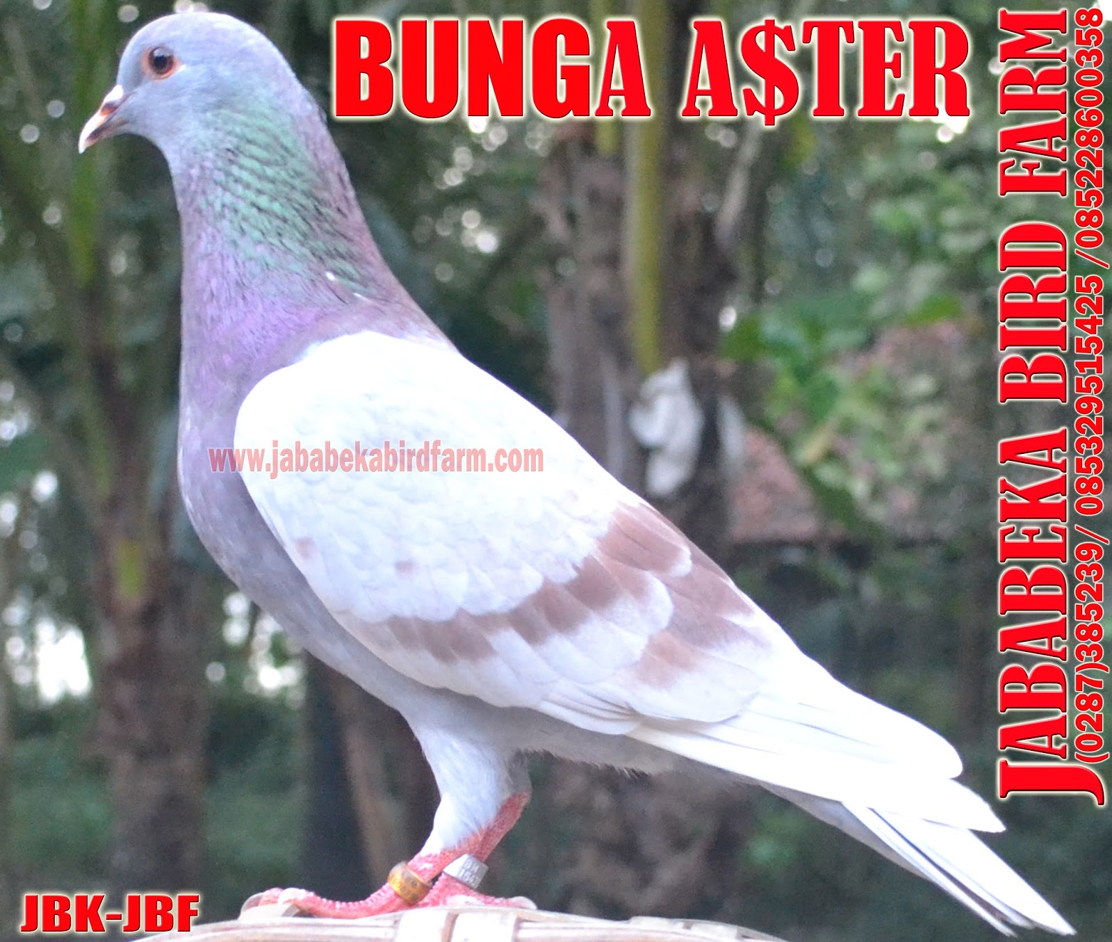 085228600358 / 085329515425 4 Karakter Kunci Merpati Kolong Juara Oleh ...