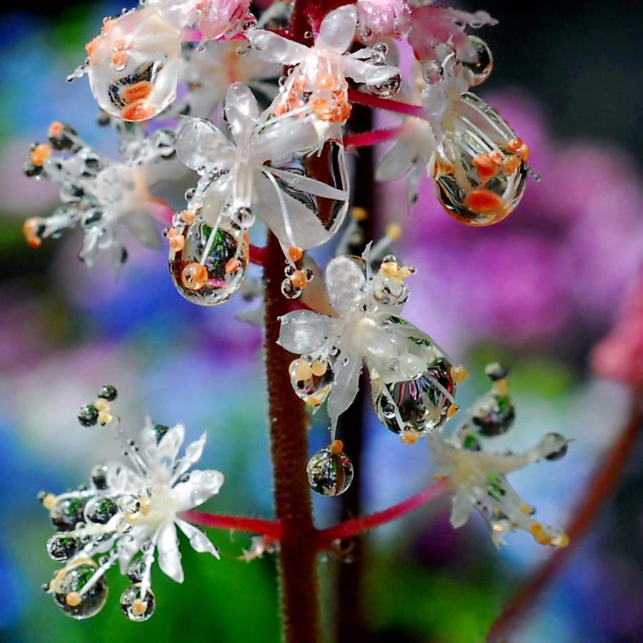 A Dewy Morning in the Garden