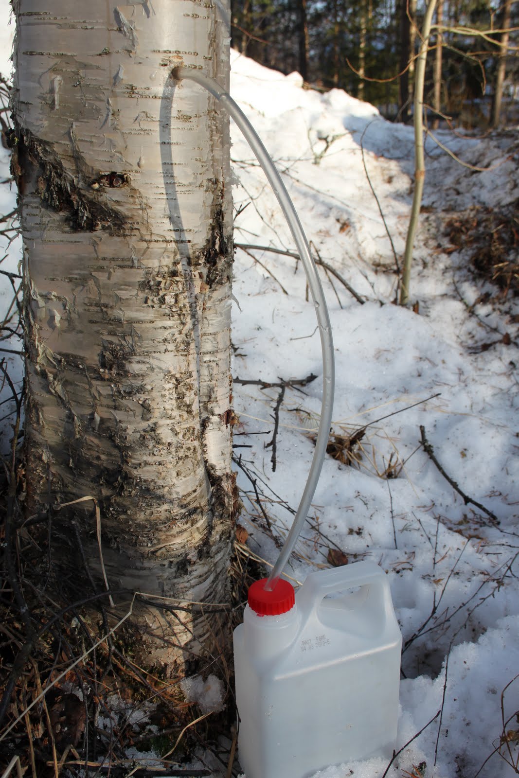 Kansanparantajan Perillinen: Koivun mahla