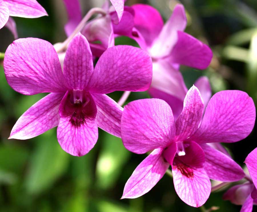 Foto-Foto Bunga Anggrek