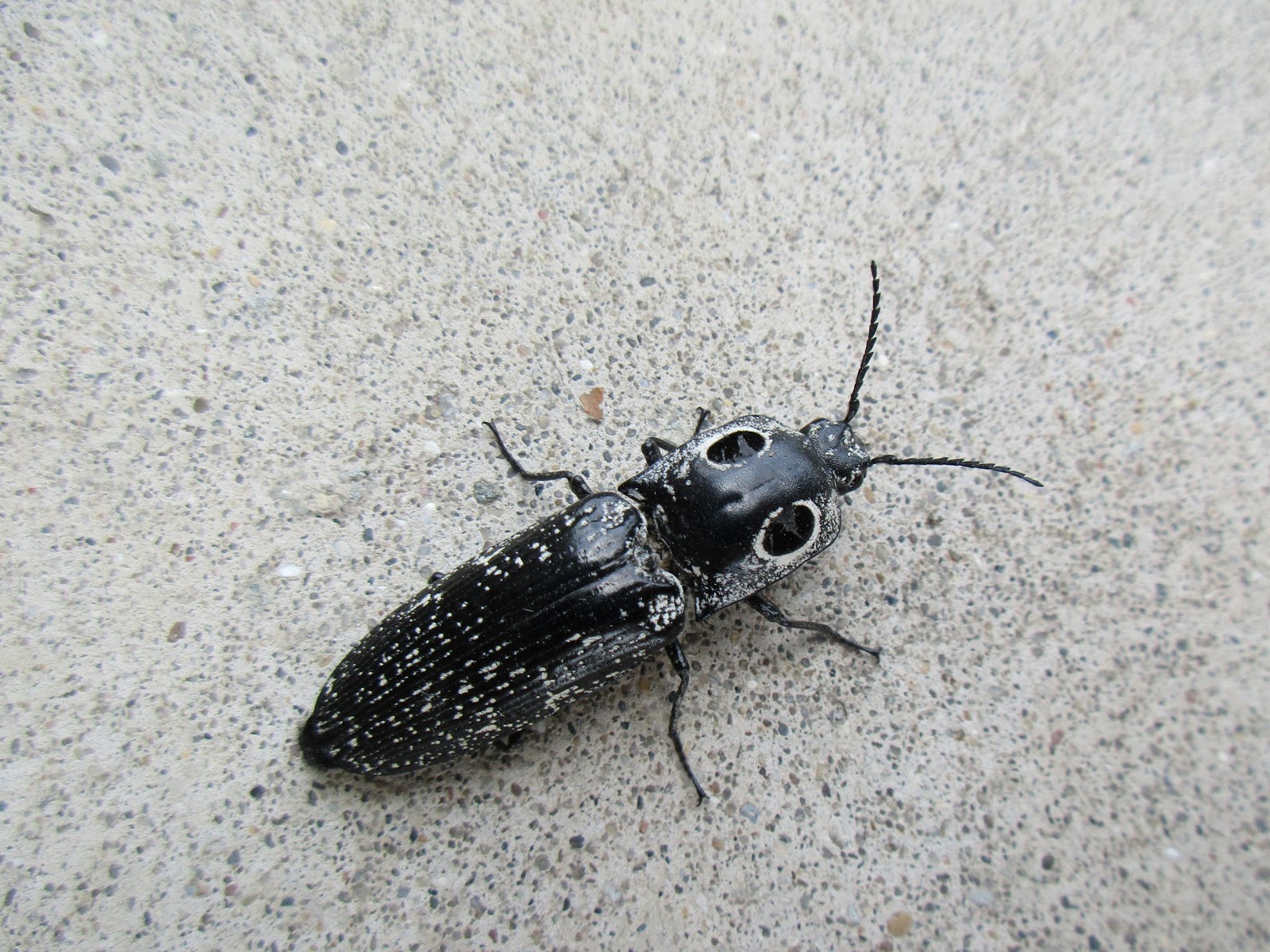 Murray & Candace's Adventures: Eastern-eyed click beetle...