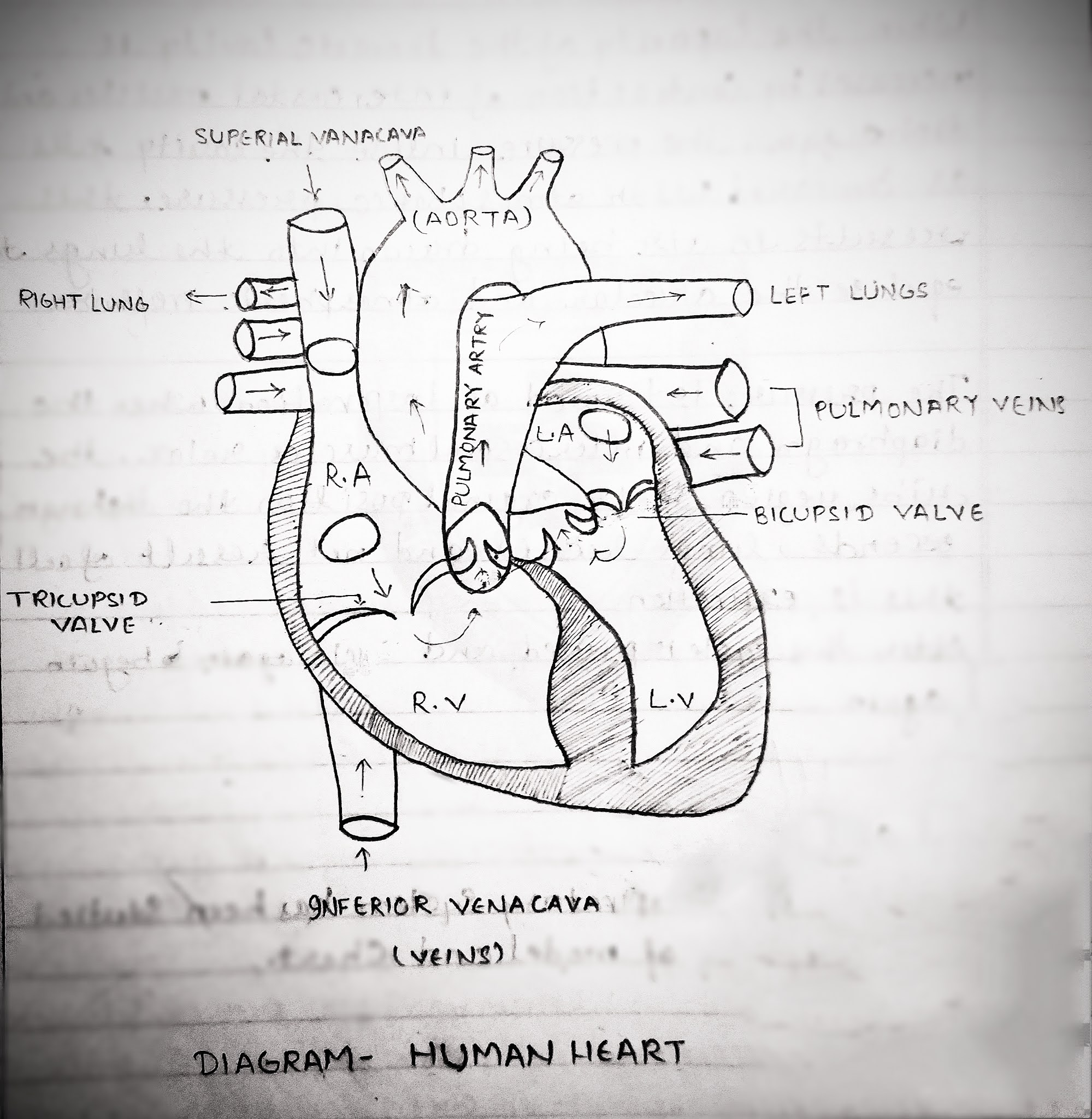 Human Heart Anatomy Physiology And Fact s About Human Heart human-heart-anatomy-physiology-and-fact-s-about-human-heart
