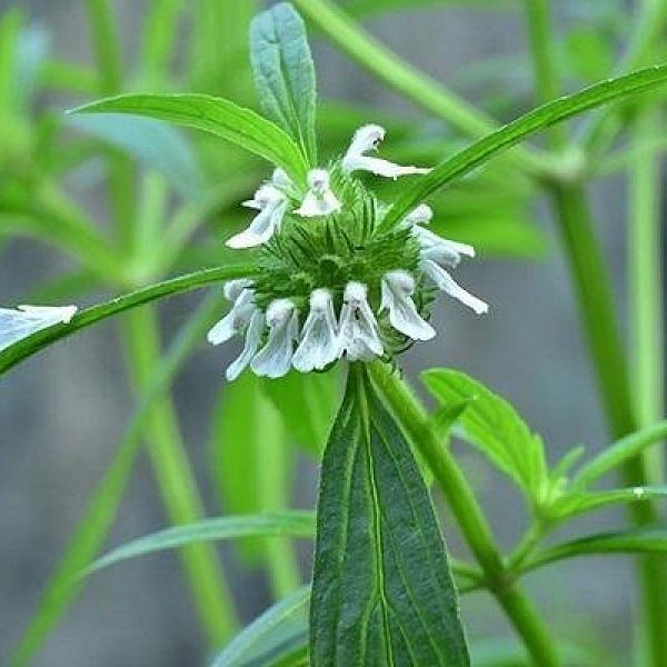 Medicinal properties of Leucas Flower(Thumbai Flower)