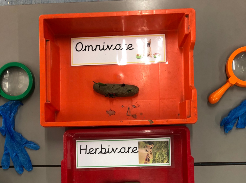 Classroom Chit Chat: How to make animal 'poo'