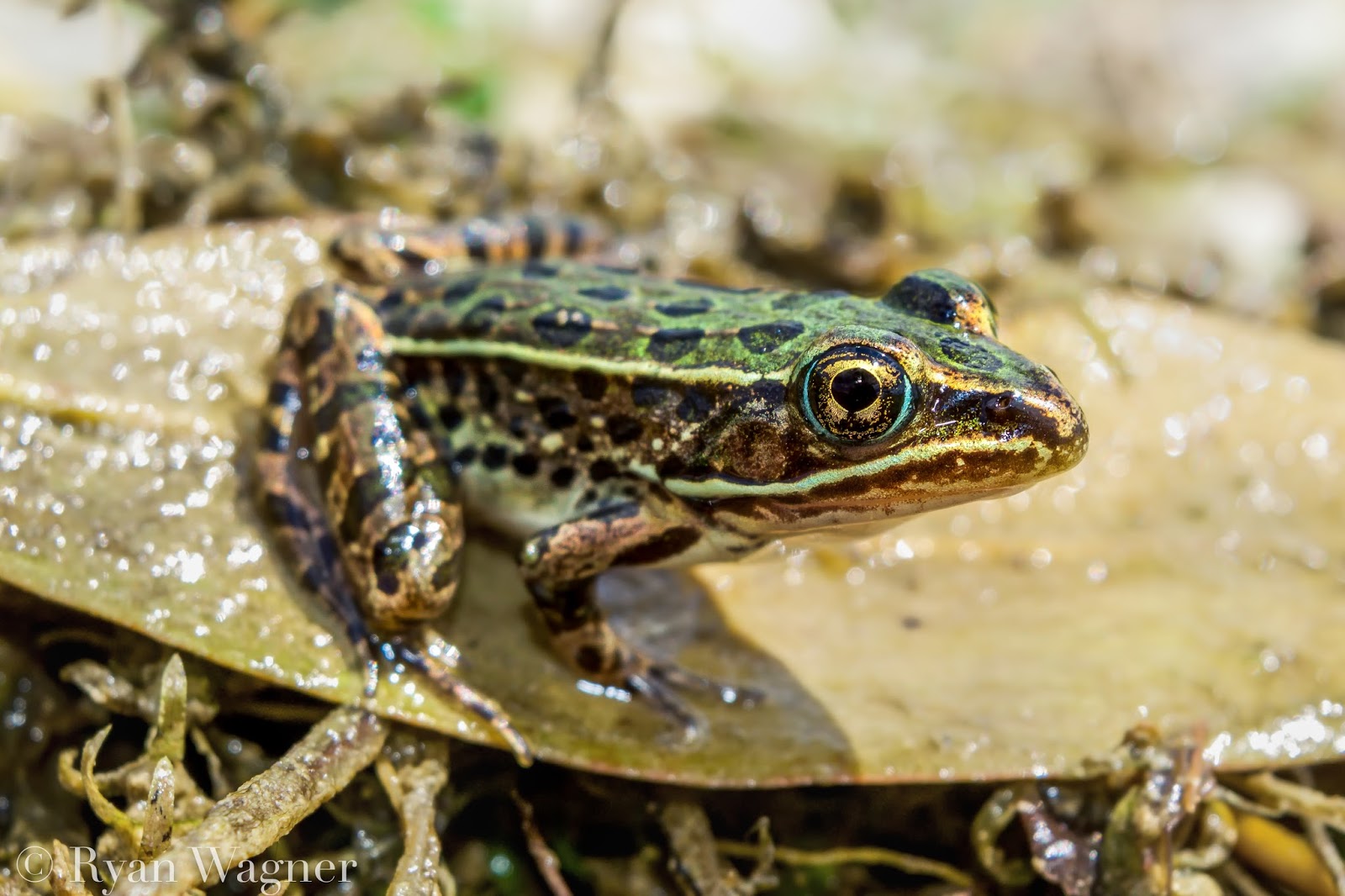 Field Life: Baby Blanchard's