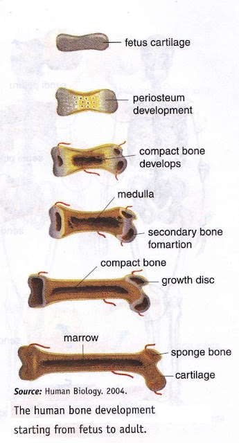 Skeletal System Formation ~ New Science Biology