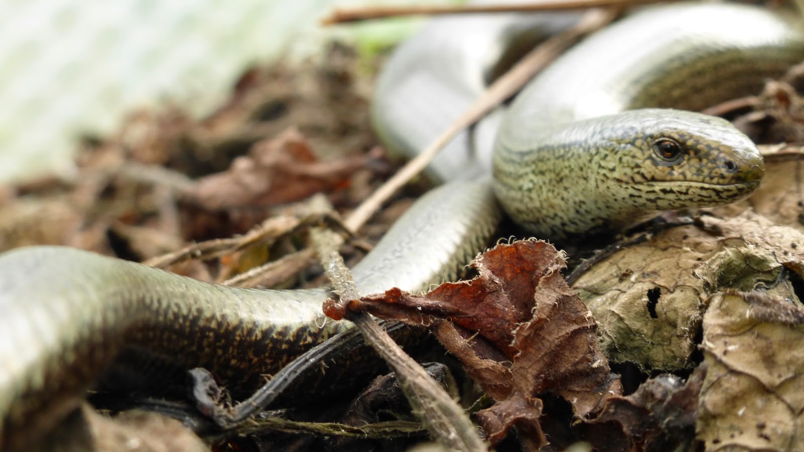 Backsbottom Farm: The "Slug Predator" in the poly tunnel is used to ...
