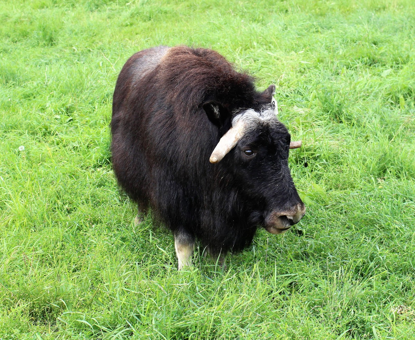 Souvenir Chronicles: ALASKA! A MUSK OX FARM AND A REINDEER RANCH