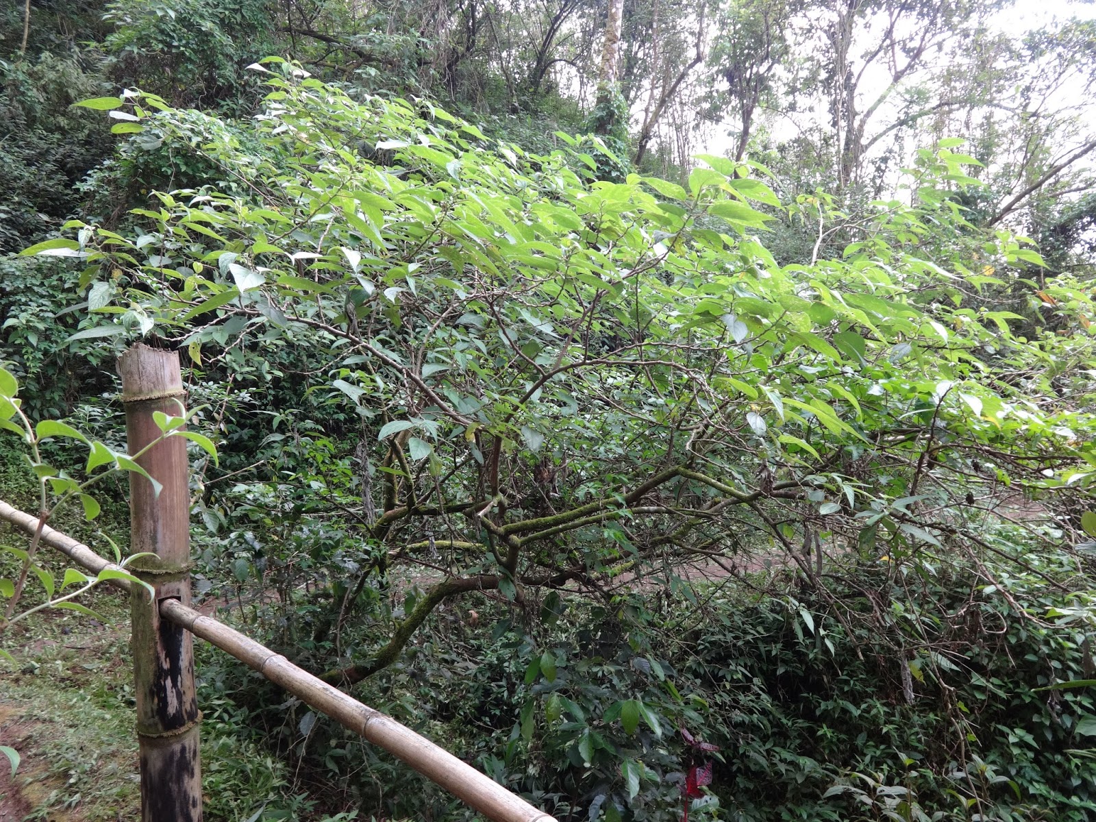 Herbs from Distant Lands: Pipturus spp. - Mamaki Tea, Handalamay, Armwe ...