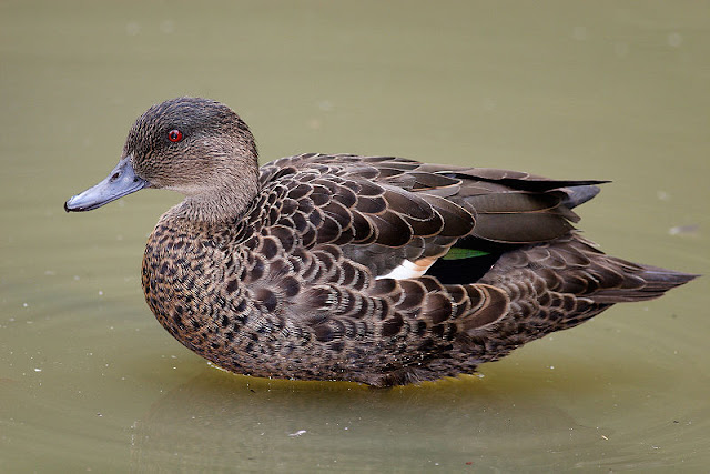 Duck | The Biggest Animals Kingdom