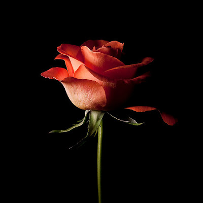 A chuisle mo croí: "Una simple rosa puede ser todo mi jardín"