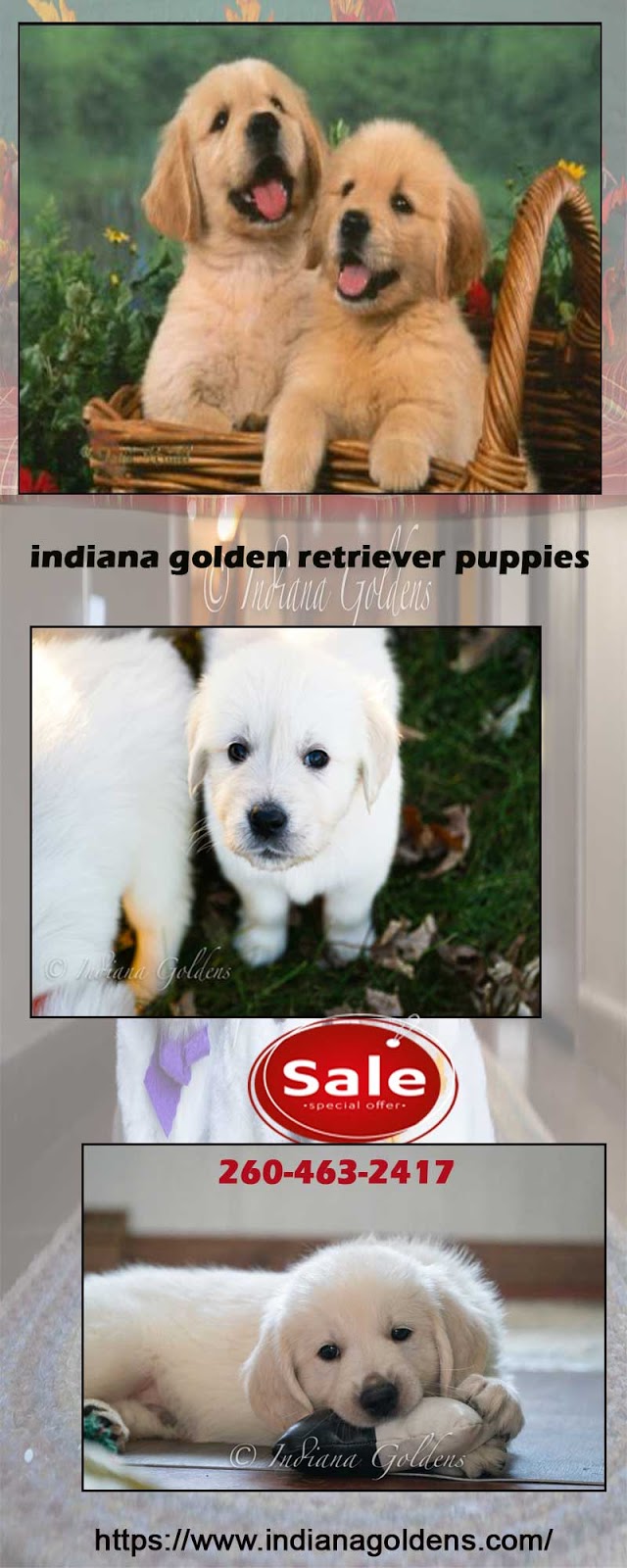 Indiana Goldens: Indiana golden retriever puppies for sale in IN,USA