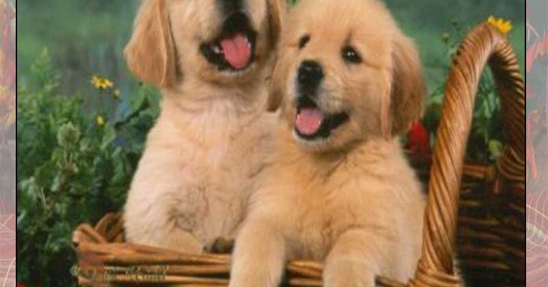 Indiana Goldens: Indiana golden retriever puppies for sale in IN,USA