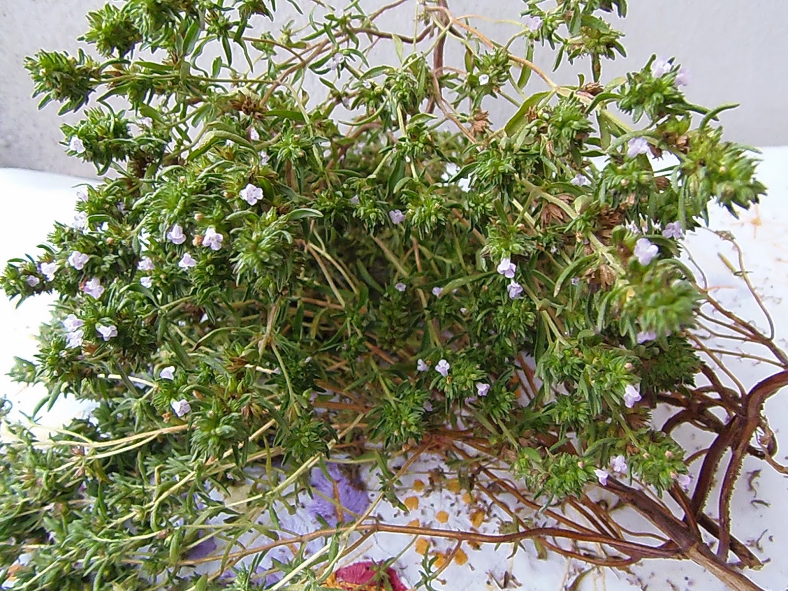 Pellaprat: Čubar, buntovnik s razlogom!