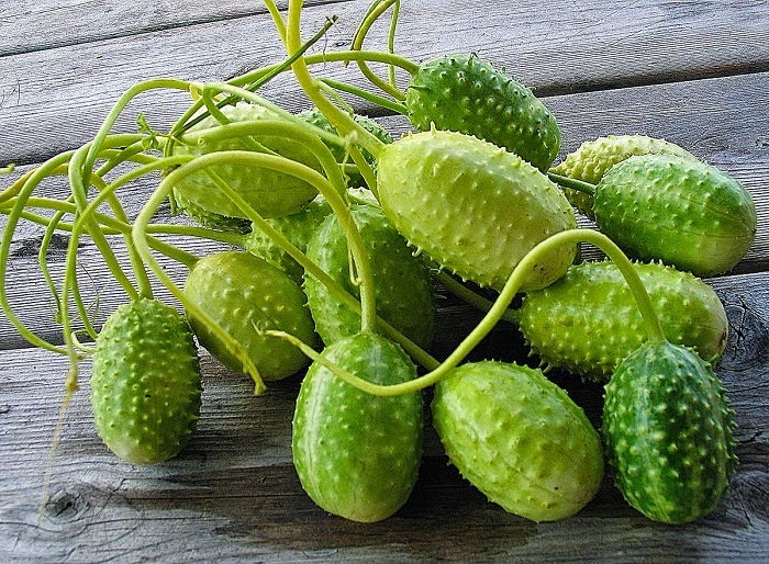 .: SUCO DE MAXIXE CONTROLA O DIABETES