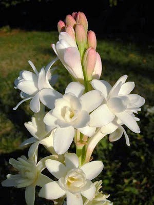 La Torre de SOLA: EL TIEMPO DE LOS NARDOS