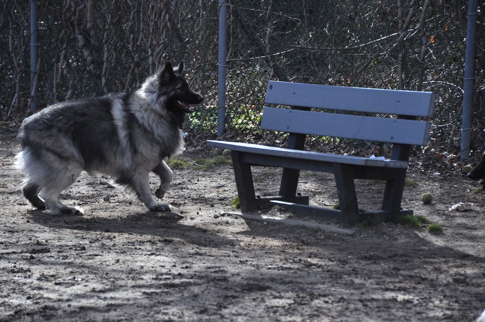 Cooper's Shiloh Shepherd Blog