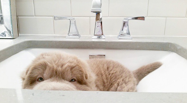 White Wolf : Meet Tonkey. The Cute Puppy Is The Real Life Teddy Bear