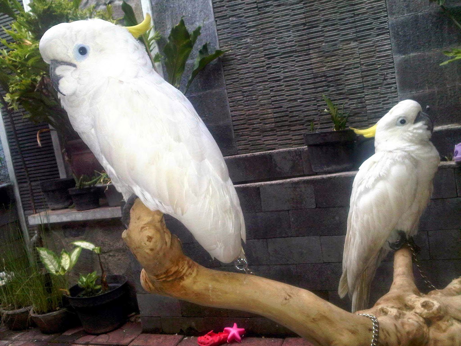 Burung Paruh Bengkok: Mengenal Burung Paruh Bengkok