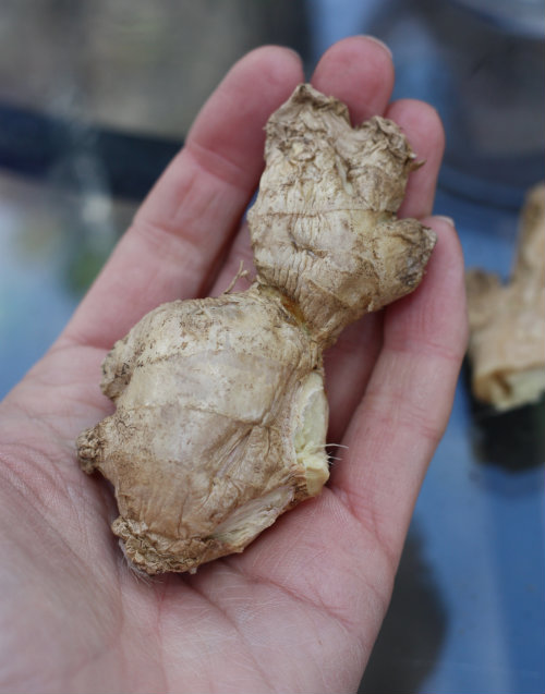 How To: Plant and Grow Ginger Root | 17 Apart