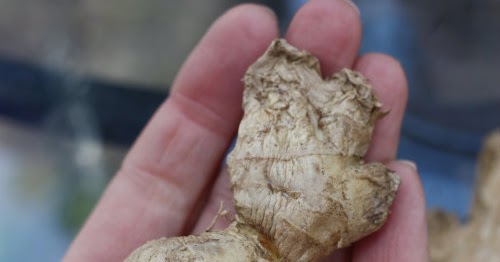 How To: Plant and Grow Ginger Root | 17 Apart