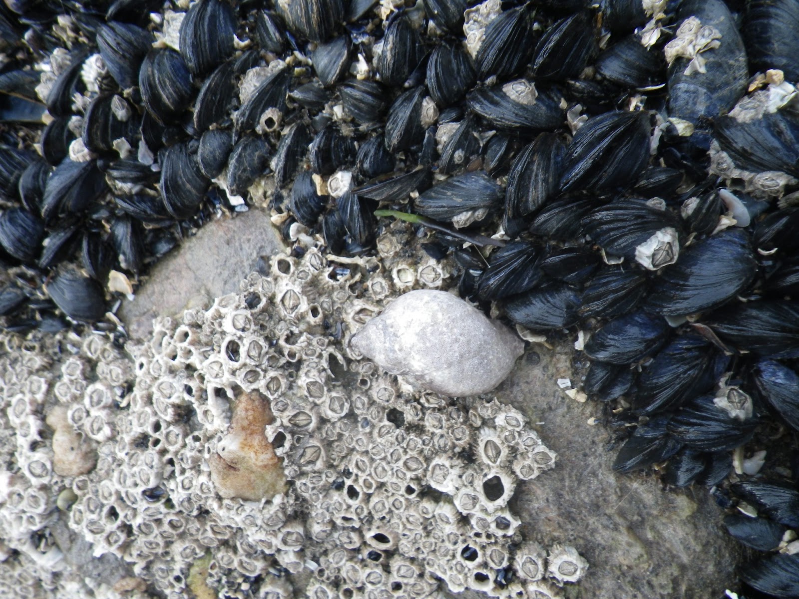 Rock Pooling: Rock Pooling Destination: Worms Head, Wales