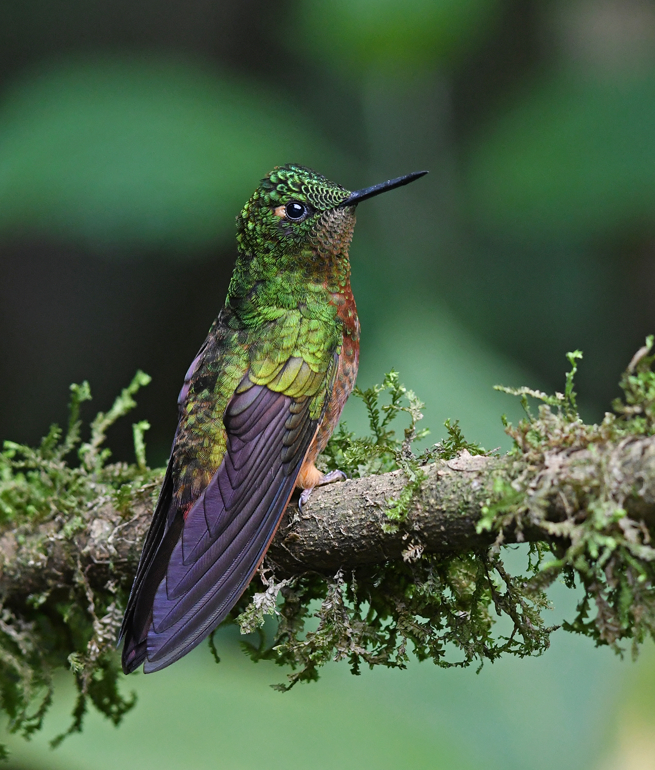 Explorations of an Ecologist: A quick trip to Ecuador: Part 4 (Guango ...