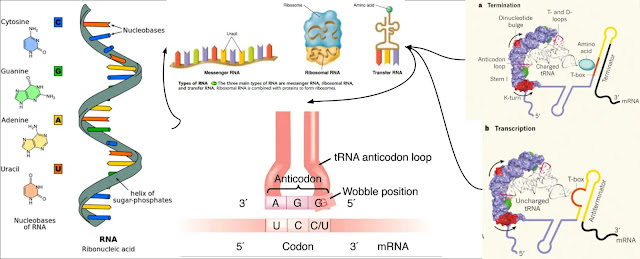 MakeTheBrainHappy: Types of RNA (Biology Mind Map)