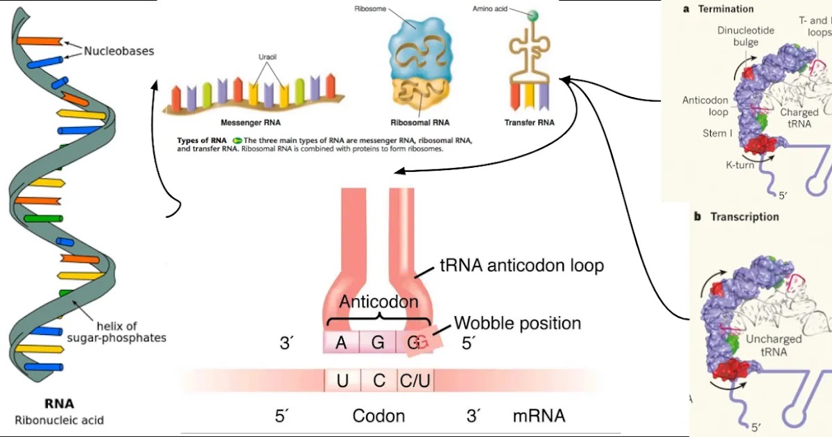MakeTheBrainHappy: Types of RNA (Biology Mind Map)