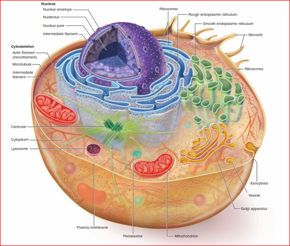 BIOLOGI GONZAGA: REPRO SEL