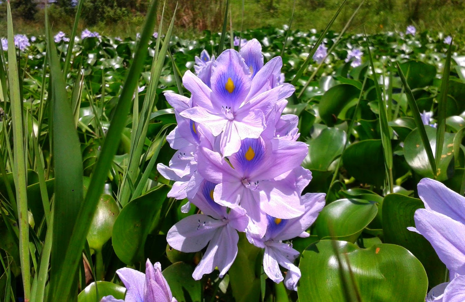 Jaime Ramos Méndez: Mundo natural en el Occidente de Michoacán - Flor ...