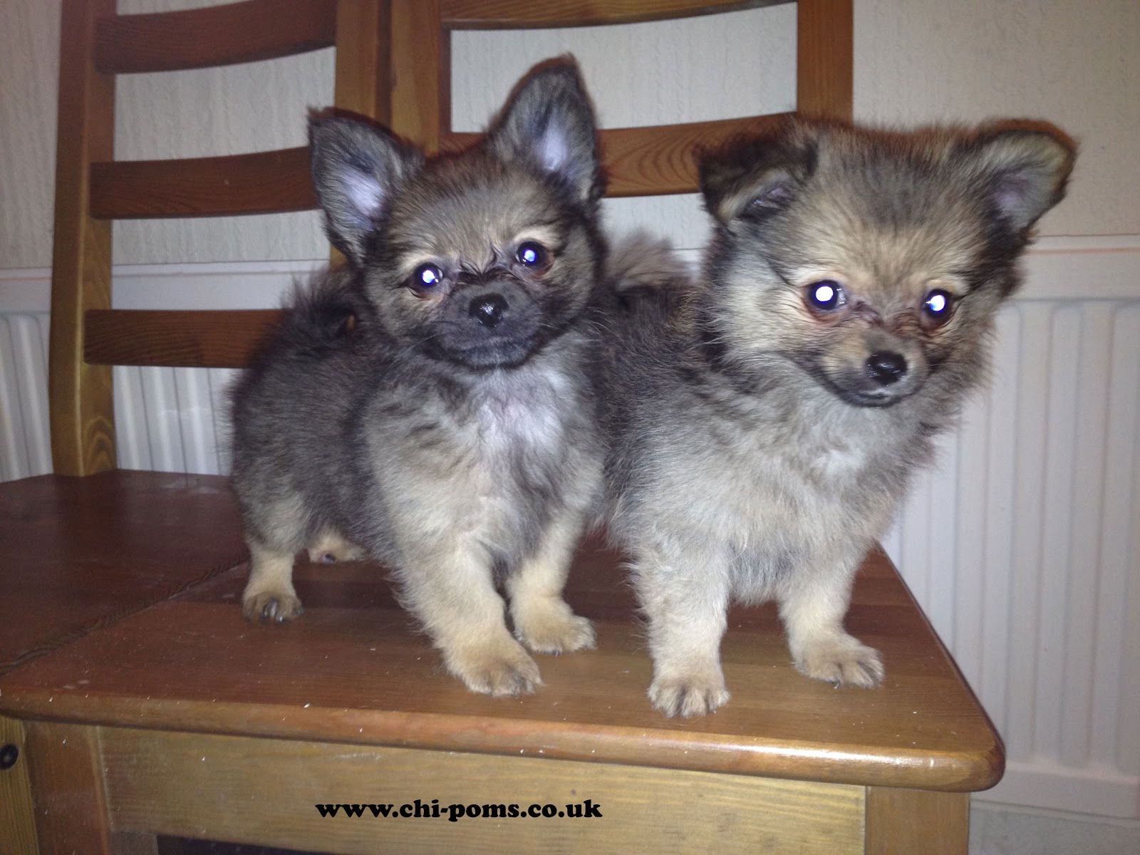 Chi Poms - Information & Guides about Chi Pom dogs