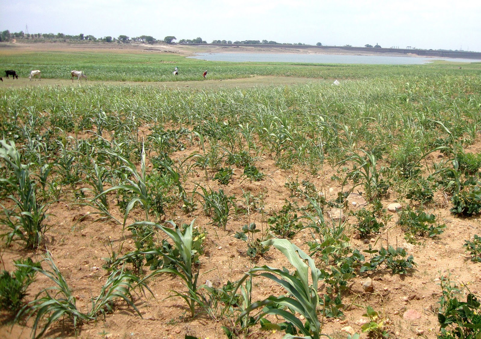 Odyssey on a pen: Farmers harvest short term crops on vast dry land of KRS
