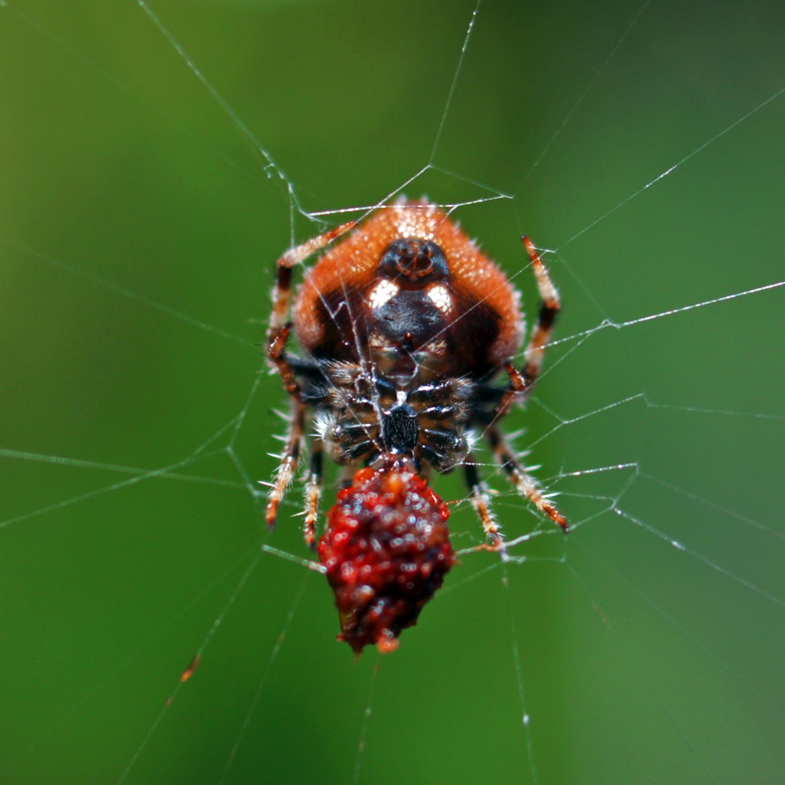 oneD'igital Photography - Nature: ARACHNOgraphy [spiders]
