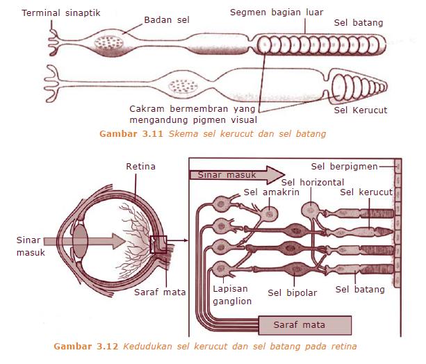 Anggita's Blog: SISTEM KOORDINASI DAN ALAT INDRA PADA MANUSIA