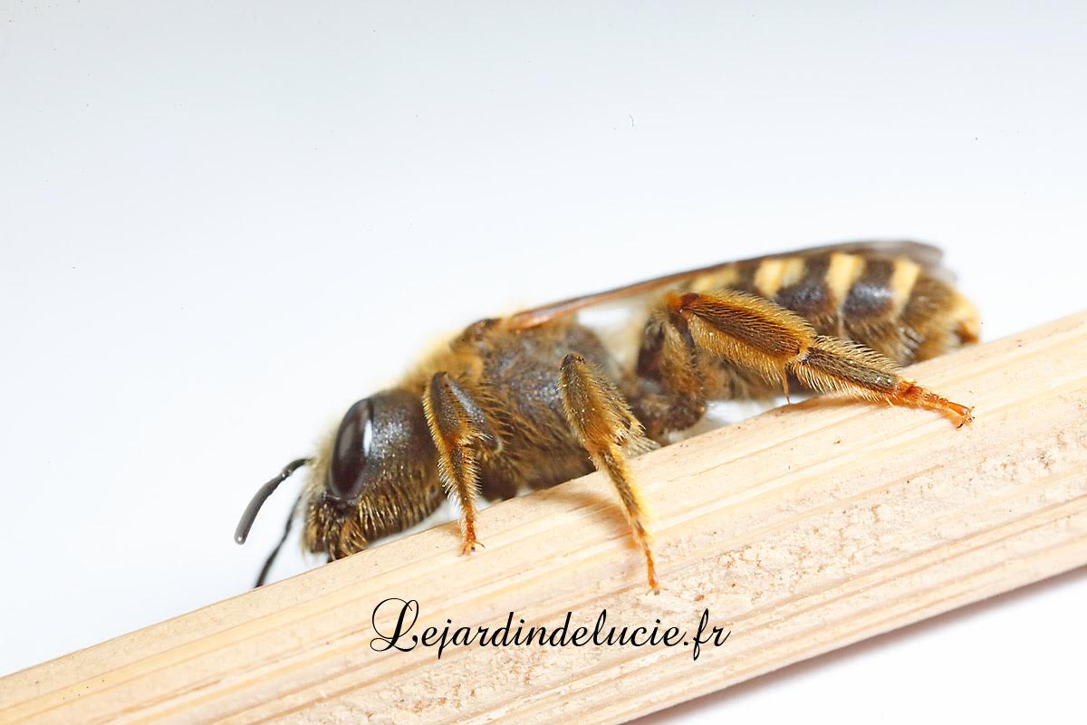 Les Halictes de la scabieuse,des abeilles à la robe rayée, femelle et mâle.