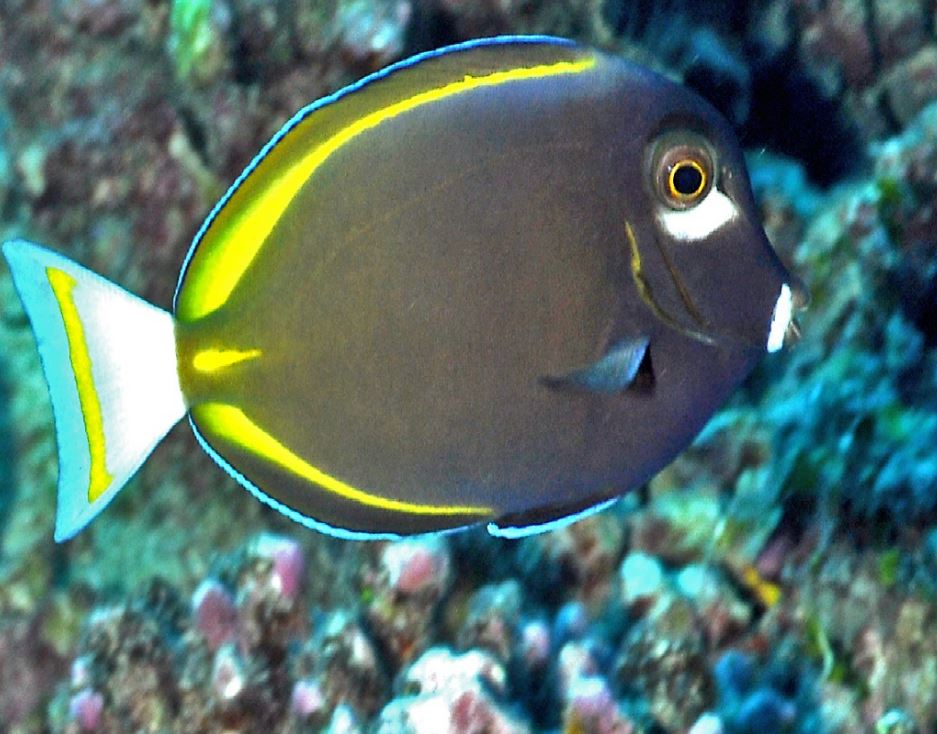 LA BIODIVERSIDAD DE PANAMÁ: La Biodiversidad Panameña (Los peces)