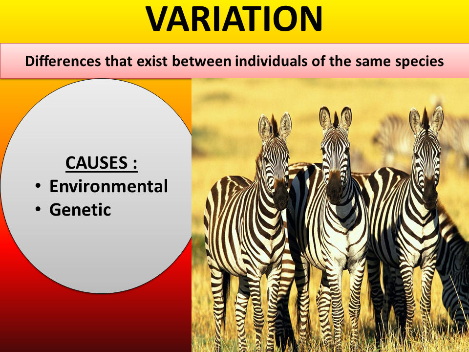 Grade 10: Chapter 2 - VARIATION AND SELECTION