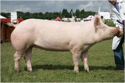 Mengenal jenis babi yang cocok dikembangbiakan di asia