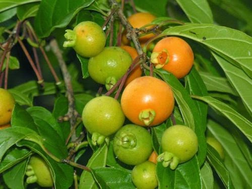 Pró - Vida Saudável: Guavira poderosa fruta do Cerrado