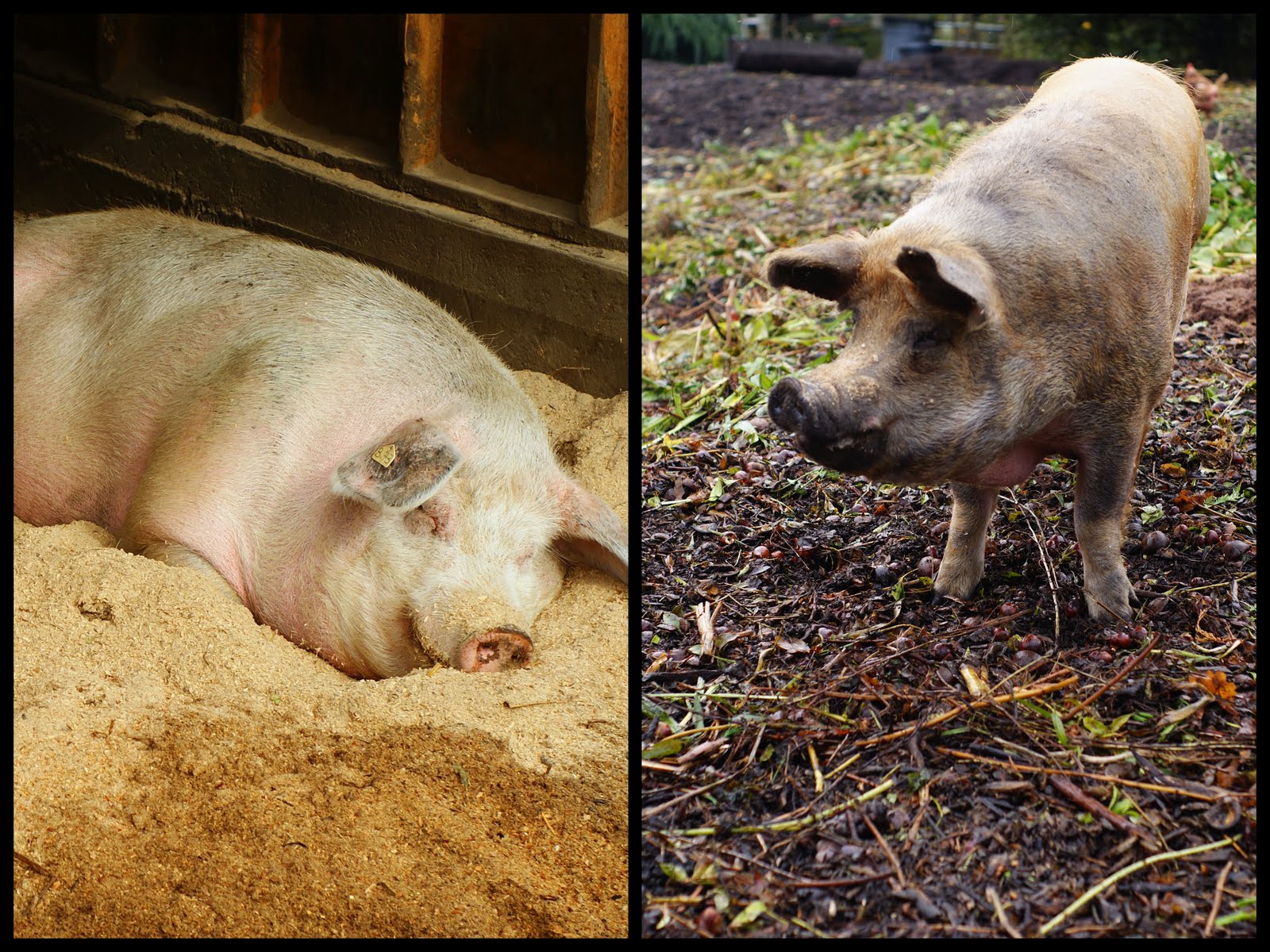 Victoria Daily Photo Pigs Lovely Pigs victoria-daily-photo-pigs-lovely-pigs