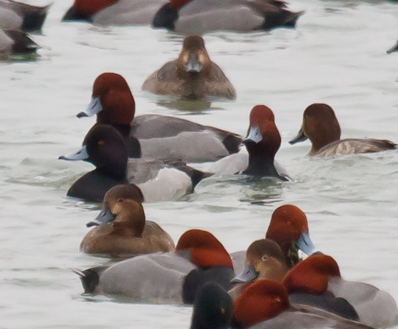 'Burg Birder: Mixed-Up Ducks