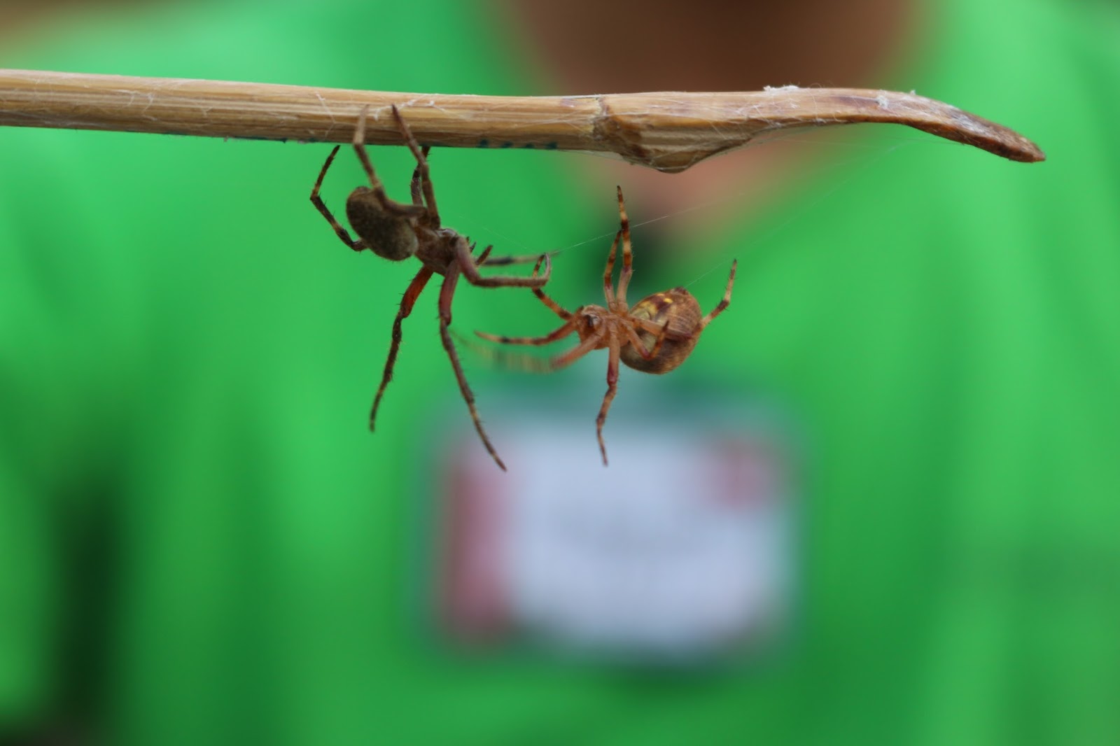 Fandojr Photography: Spider fight! "BOTOGS"