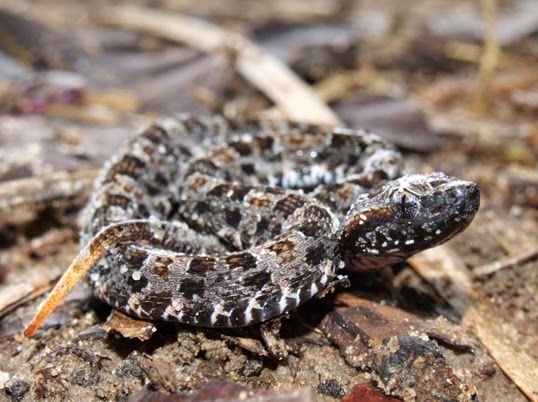 BioMania: Animais Peçonhentos: O que devemos saber sobre serpentes ...