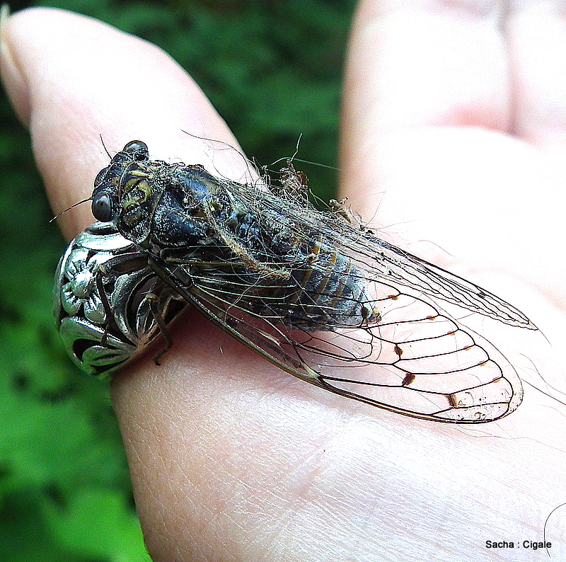 Un jour....Une photo !: Cigale