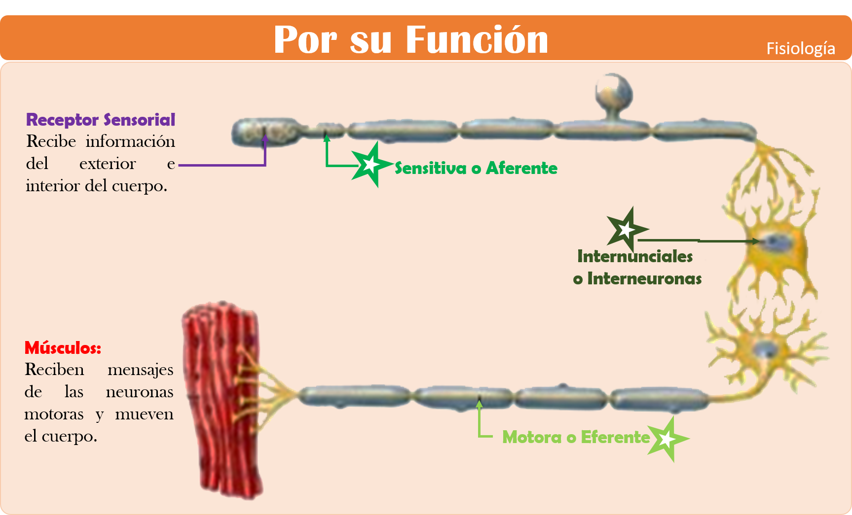 TIPOLOGÍA DE LA NEURONA