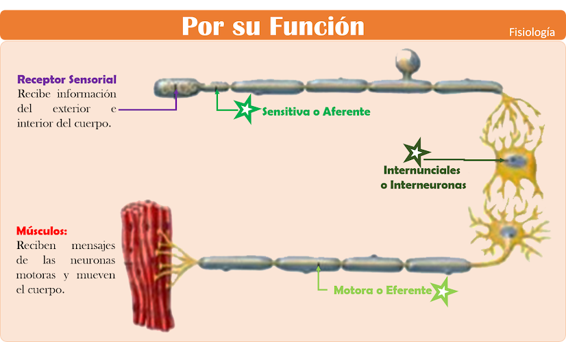 TIPOLOGÍA DE LA NEURONA