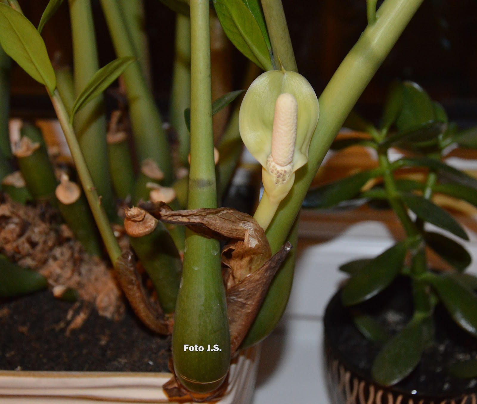 Zamiokulkas uprawiany w doniczce właśnie zakwitł!