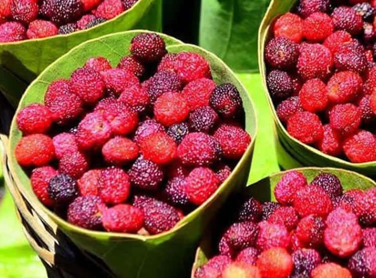 देवी देवताओ का पसंदीदा फल (काफल), Favorite Fruit of Goddesses (Kafal)