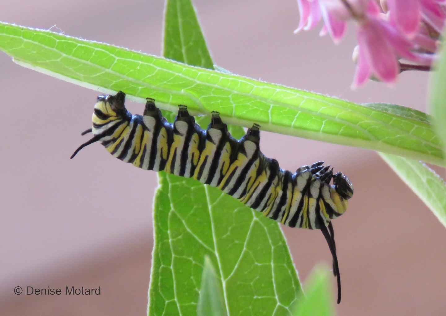 Monarch Caterpillars Molting